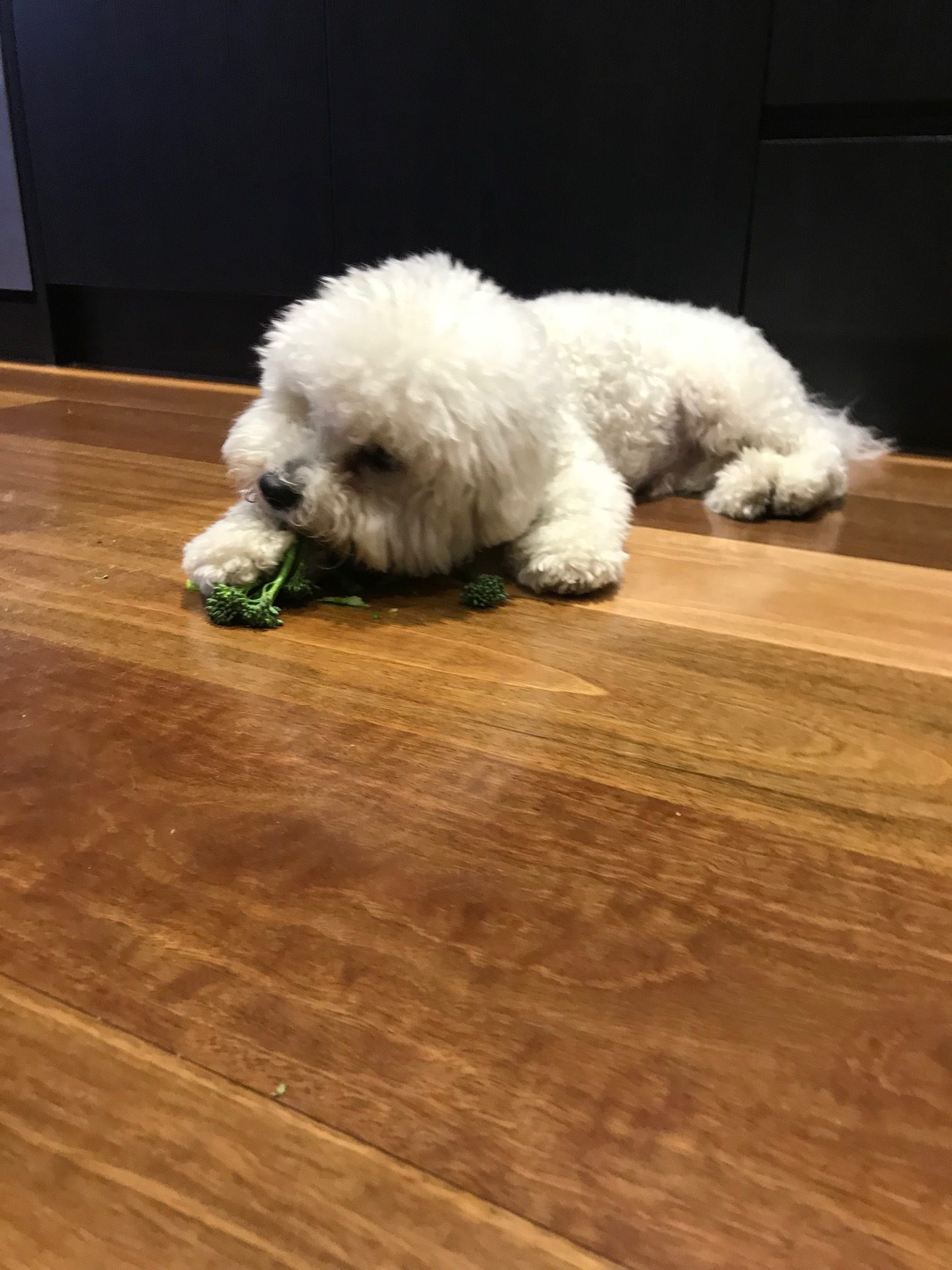 Food intolerances and our furry friends | Cancer Specialists